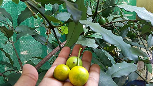 Baraba Fruit Tree Live Plant : Amazon.in: Garden & Outdoors