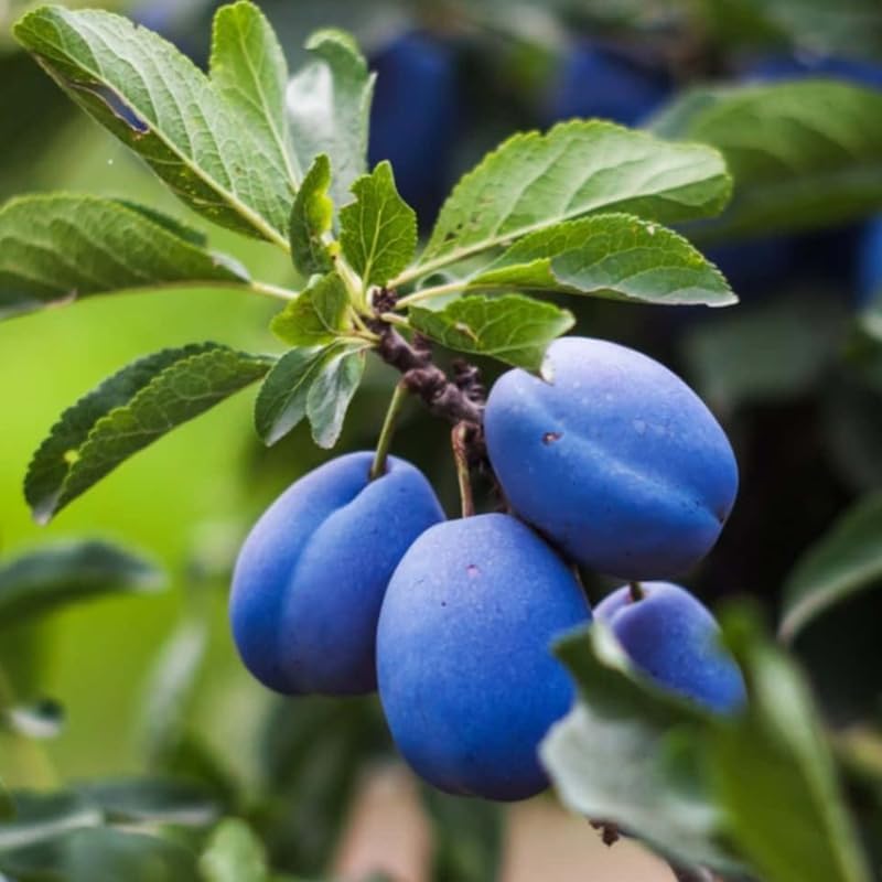 Amazon.com : Blue Prune Plum Tree Live Plant 3 Feet Tall, Prune Plum ...