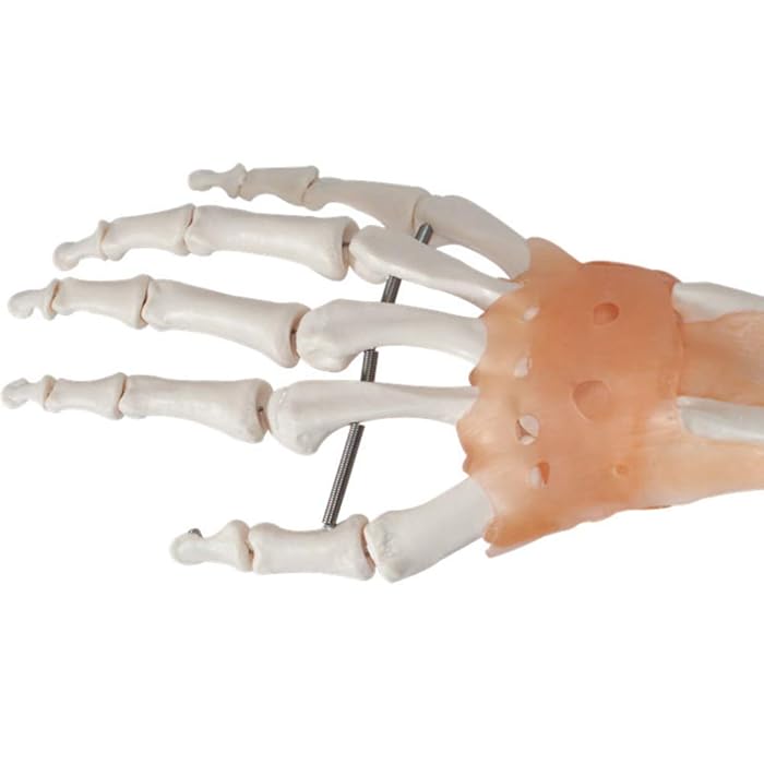 Buy Anatomical Human Hand Joint With Ligaments - Flexible Hands Joint ...