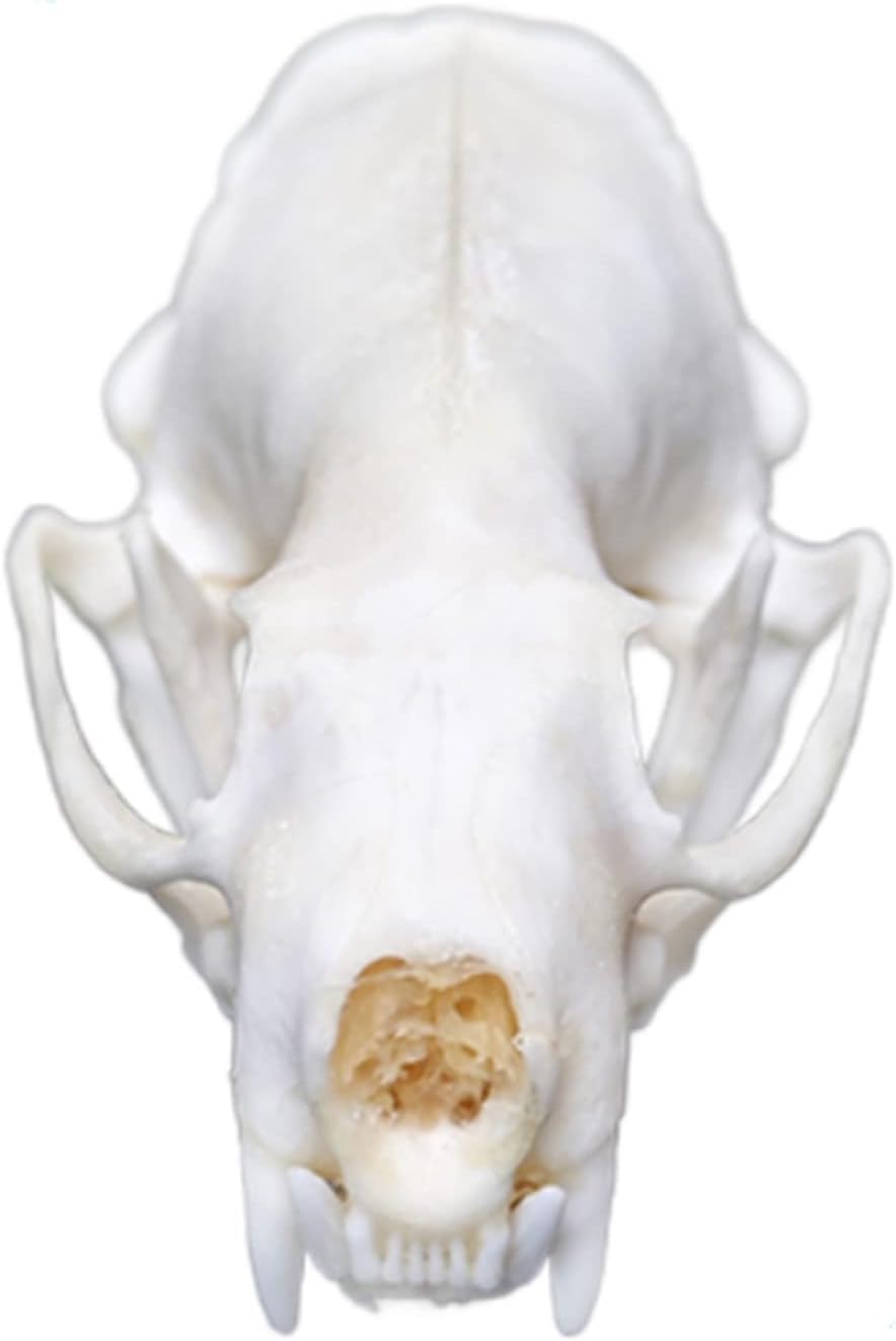 Amazon.com: Taxidermy Real Animals Skulls, Real Bones Specimen ...