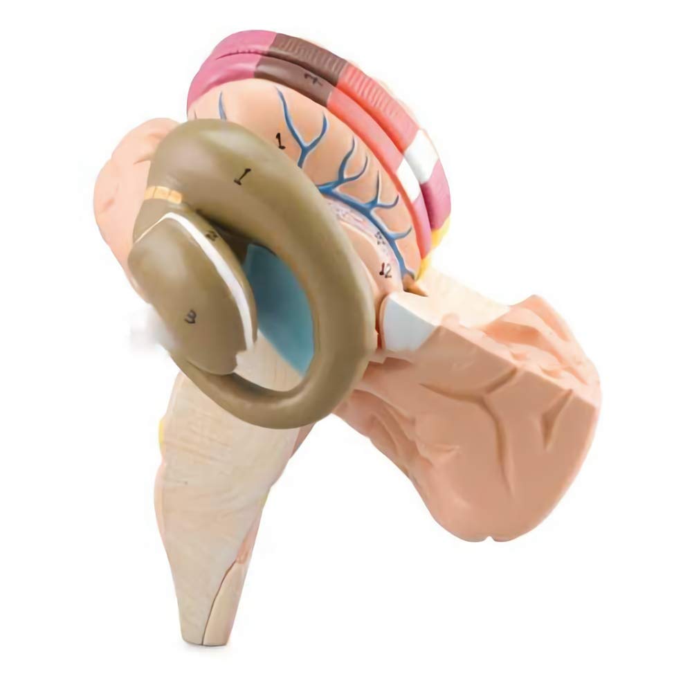 Buy Scientific Human Anatomy Human neural model Brain Intracerebral Sac ...