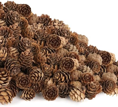 Amazon.com: Jangostor 40 PCS Pine Cones Decorations, Natural Pine Cones ...