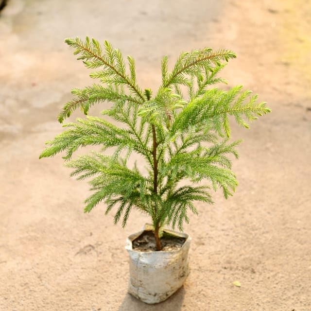 Mphmi Pune Plants Live Season Indoor Araucaria/Christmas Tree (~ 1.5 Ft ...