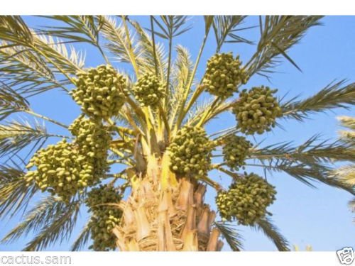 Palm Seeds: What They Look Like, What Kinds of Seeds There Are, and How ...