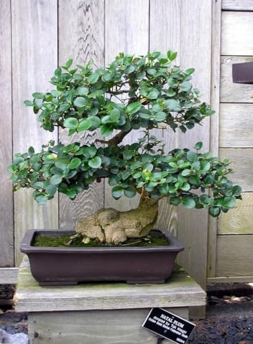 BeGrin Lucky Banyan Live Plant Bonsai Marri Baniyana baragad Paniyan ...