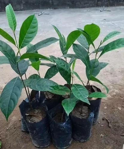 Mphmi Live Plant Nursery NCR Lives Plants Jack Fruit, Kathal ...