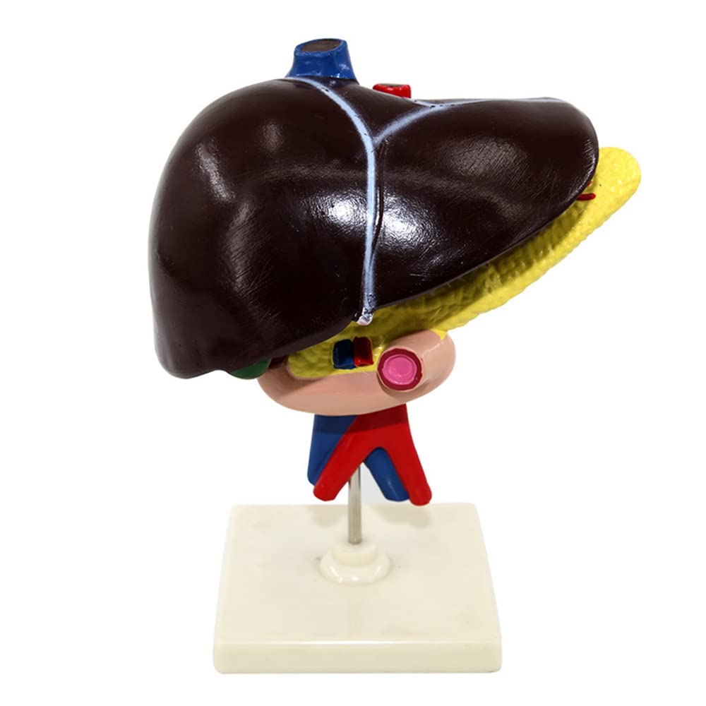 Buy FWL Desktop Liver Anatomy Model, Accurate Kit for Teaching Liver ...