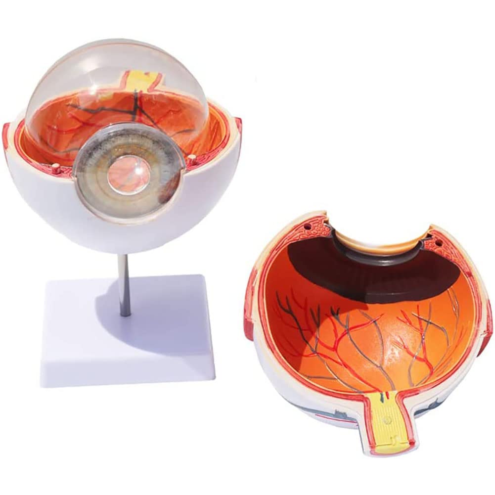 Buy ERCTOOHuman Eye Anatomical Model, Magnification 6X d Human Eye ...