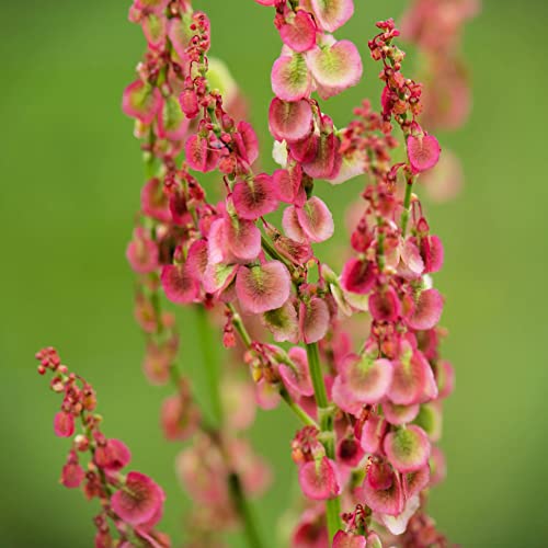 Rumex crispus - How to grow & care