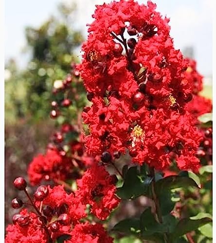 Red Rocket Crape Myrtle Dwarf Lagerstroemia Red Flowering Shrubs Kalmi ...