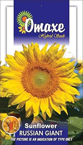 Sunflower Russian Giant Flower Seeds Pack of 2 Kitchen Garden Packet ...