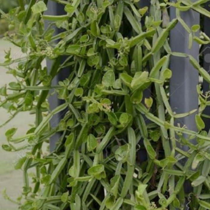 Pirandai seeds Hadjod Plant Live pirandai useful medicinal plant for ...