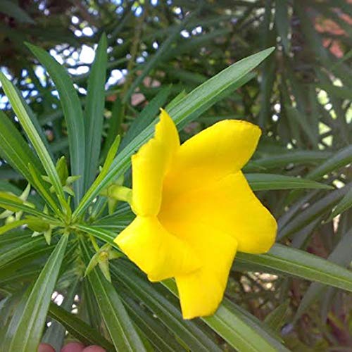 A&S Plant Live Kaner/Nerium Oleander Yellow Flower Plant with Pot ...