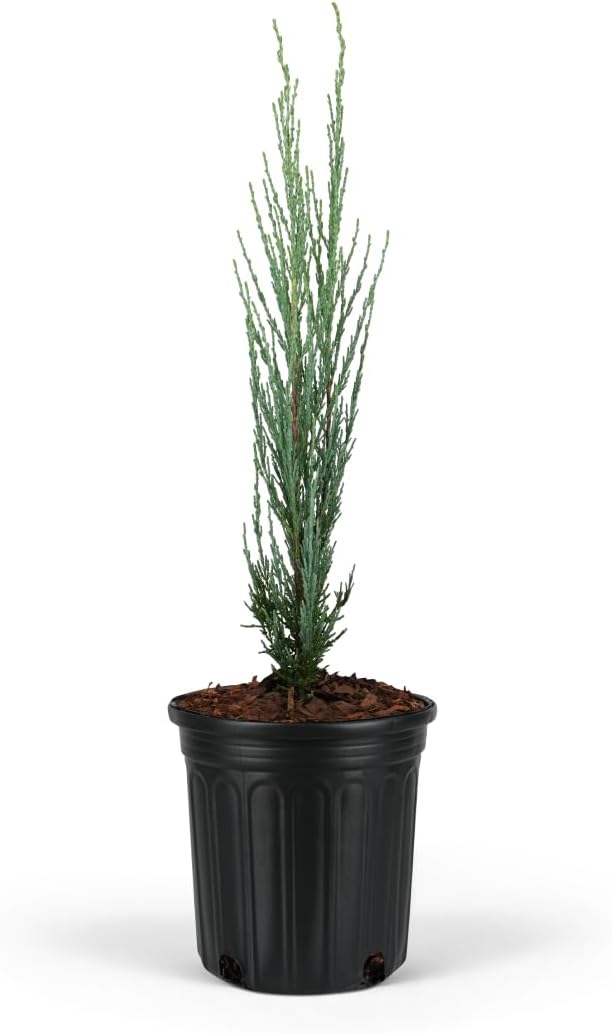 Amazon.com : Blue Arrow Rocky Mountain Juniper Tree – Narrow Columnar ...