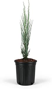 Amazon.com : Blue Arrow Rocky Mountain Juniper Tree – Narrow Columnar ...