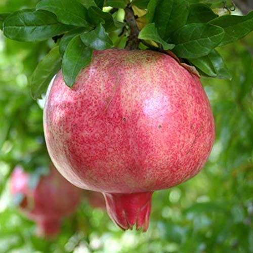 Creative Farmer Live Plant Pomagranate Bedana - Pomegranate Big Fruit ...