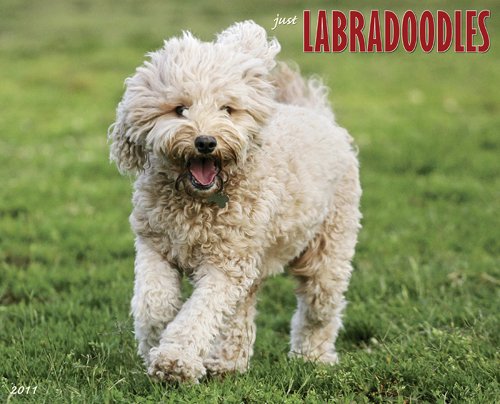 Labradoodles 2011 Wall Calendar: Willow Creek Press: 9781607551584 ...