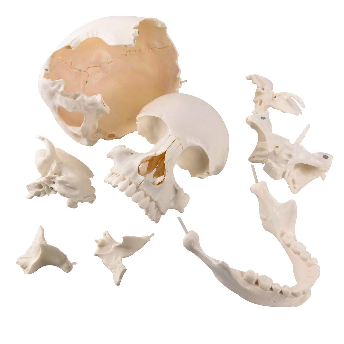 Disarticulated Human Skull, 22 Parts Skull Model, Human Exploded Skull ...