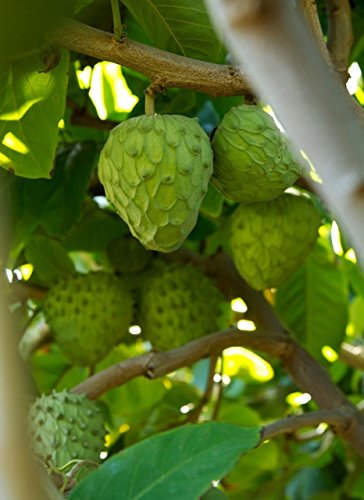 Anone : un fruit exotique curieux et très intéressant