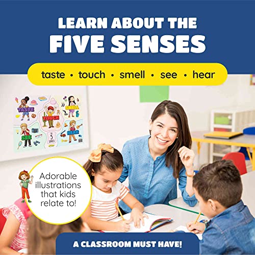 Buy SPARK INNOVATIONS Five Senses Wall Poster Educational Classroom Chart, Teach Children The ...