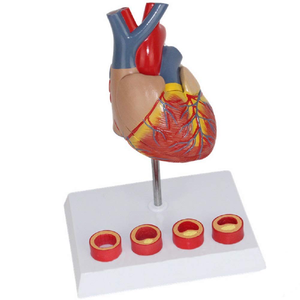 Buy Life-size Human Heart Model, Educational Heart Anatomical Model ...
