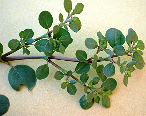 Plant House Biskhapra-Trianthema decandra Herbal Plant With Pot ...