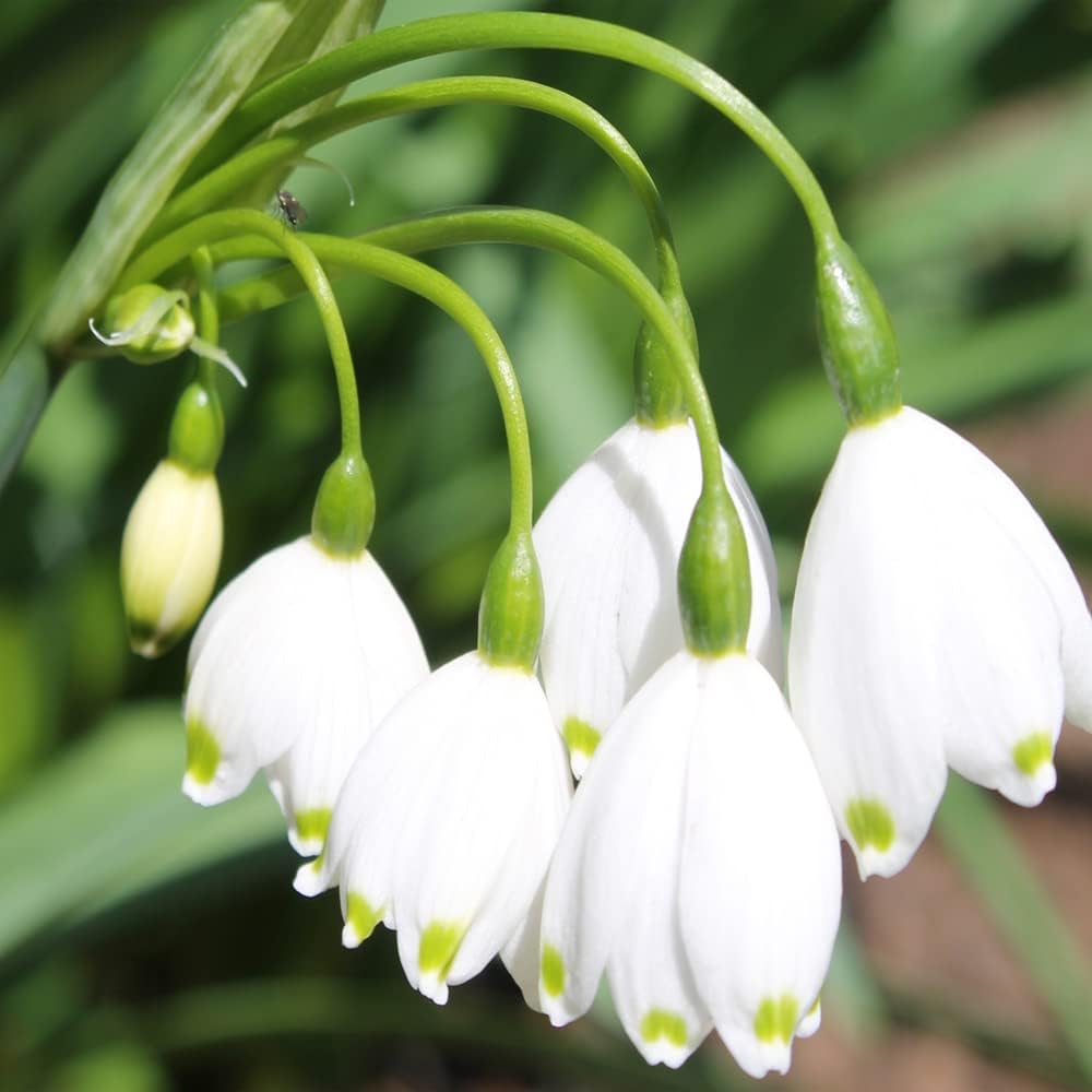 Amazon.com : 2pcs Snowflake Lotus Bulbs Variable Listing Lily .White of ...