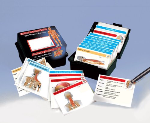 Amazon.com: The Muscular System Study Cards8220;Flash Cards8220; : Toys ...