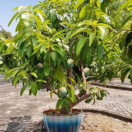 Mphmi Live Plant Nursery NCR Nursery Dwarf Alphonso Mango Plant King Of ...