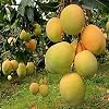 All Time/Baramasi Mango Thailand Sweet Mango Live Plant Hybrid Grafted ...