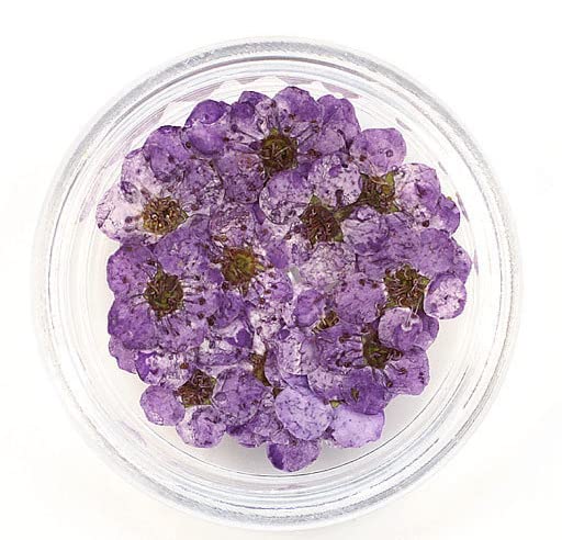 YellowCult Natural Real Dried & Pressed Pearl Plum Flowers for Art ...