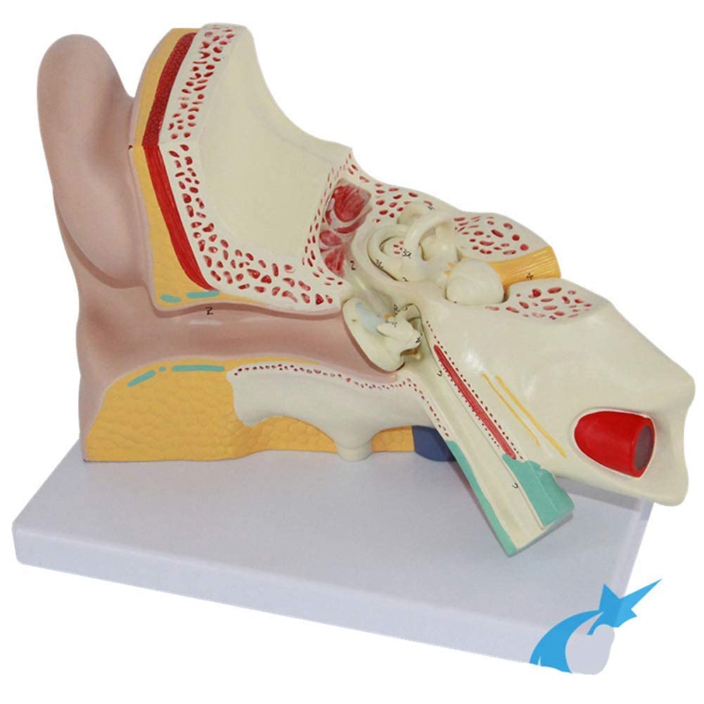 Anatomiemodel Van Het Binnenoor Desktop Oor Anatomie Model Human