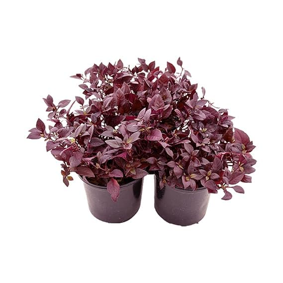 Gurveplantationi ALTERNANTHERA BRAZILIAN RED DURANTA RED PLANT : Amazon ...