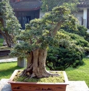 Amazon.com : Japanese Pagoda Tree 10 Seeds – (Sophora japonica) Great ...