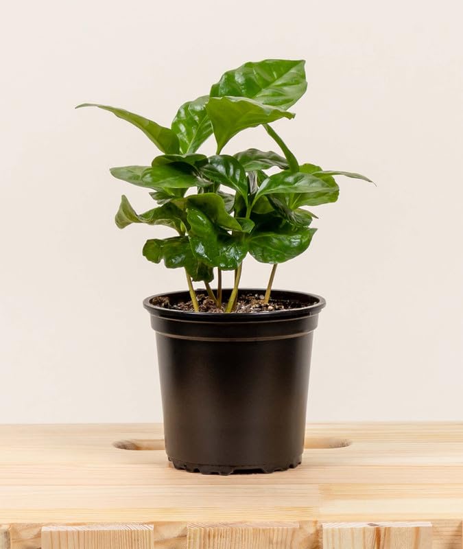 Organic Rare Exotic Spice Plant- Coffee Plant Huge Production ...