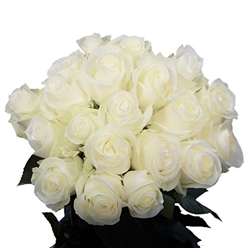 The Beauty And Significance Of White Roses: A Guide To This Timeless Flower