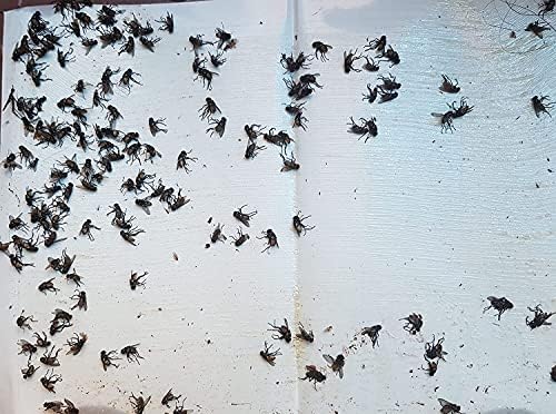 Fly Glue Trap Sticker Paper/Sticky Traps For Home Flies, Pack of20 ...