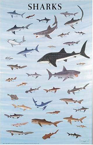 Sharks Poster: Dover: 9780486390192: Amazon.com: Books