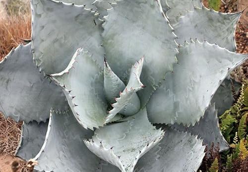 Best Blue Agave Plants for Bright, Drought-Resistant Gardens – Complete ...