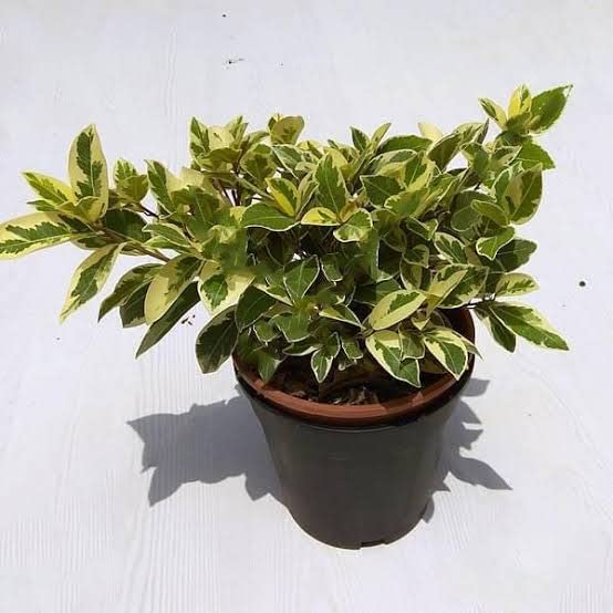 Ficus Safari, Ficus benjamina - Plant : Amazon.in: Garden & Outdoors