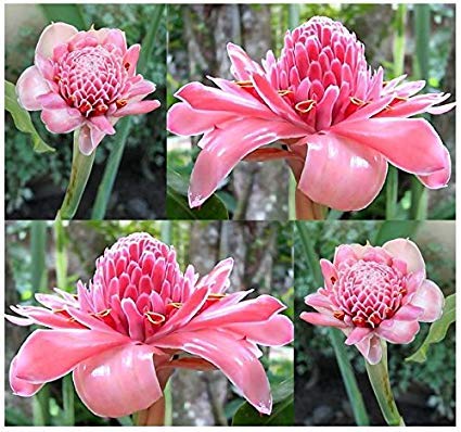 PINK TORCH GINGER live plant : Amazon.in: Garden & Outdoors