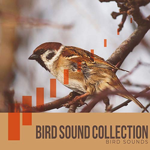 Play Bird Sound Collection by Bird Sounds on Amazon Music