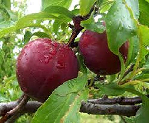 Exotic Plum Live Plant Aloo Bukhara-Indian Fruit Tree Plants For ...