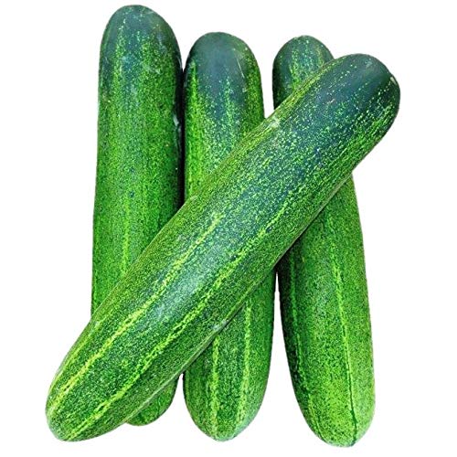 Magnif® Cucumber (Khira) Hybrid Vegetables Advance Seeds - Pack of 30 ...