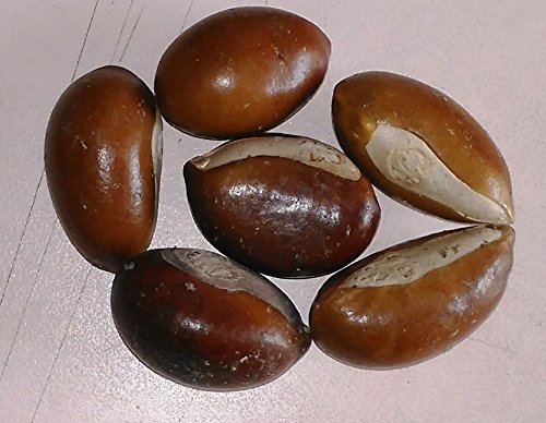 Mahua 5 Seeds for growing : Amazon.in: Garden & Outdoors