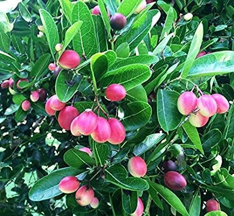 Mphmi Plants Amazingplant carissa carandas - Plant Karonda, Kavali ...