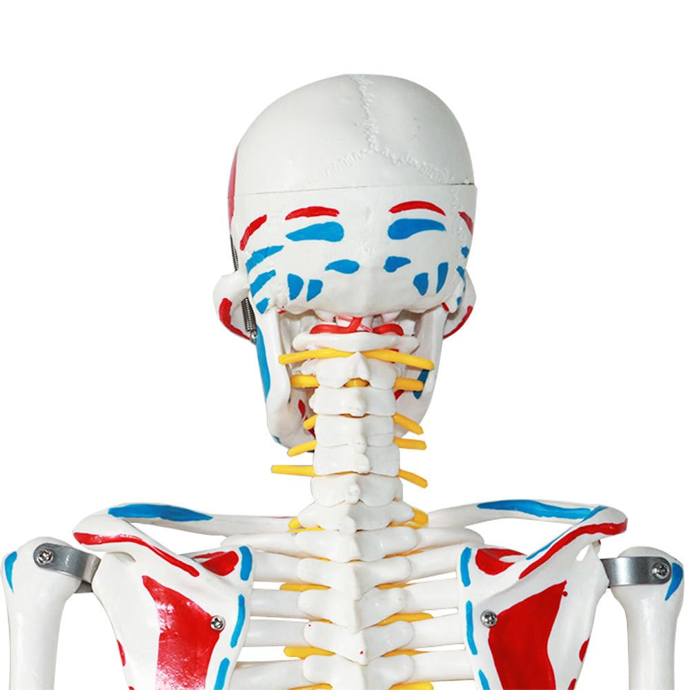 Anatomical Model For Learning Human Skeleton Anatomical Model - 28.5cm ...
