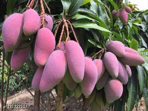 Sarika Nursery Hainan Mango Fruit Plant| All Year Mango Plant : Amazon ...