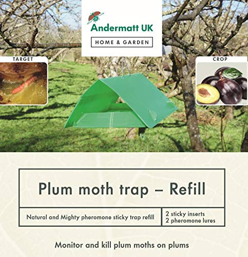 Plum Maggots UK | Prevent & Treat Pink Maggots in Plums - Fruit Expert
