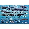 Amazon.com: Whales Sealife Mammals Educational Science Ocean Class ...